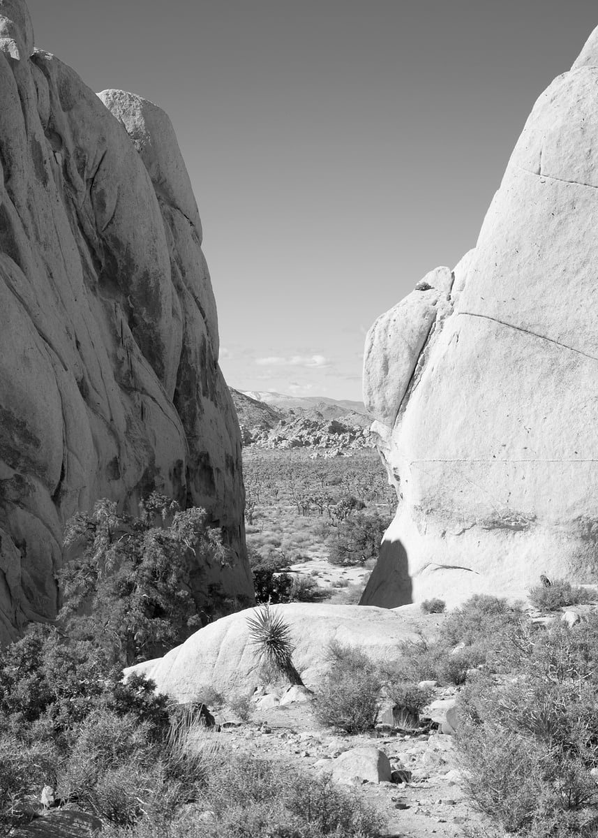 'Joshua Tree Landscape View' Poster, picture, metal print, paint by ...