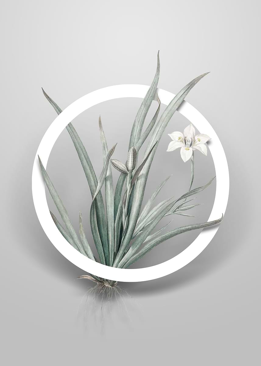 'Fortnight Lily Flower Art' Poster, picture, metal print, paint by Holy ...