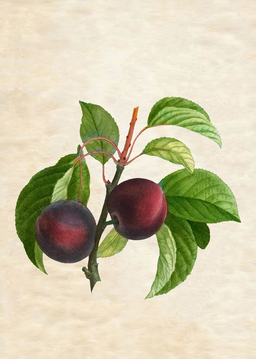 'VINTAGE PLUMS' Poster, picture, metal print, paint by Atomic Chinook ...