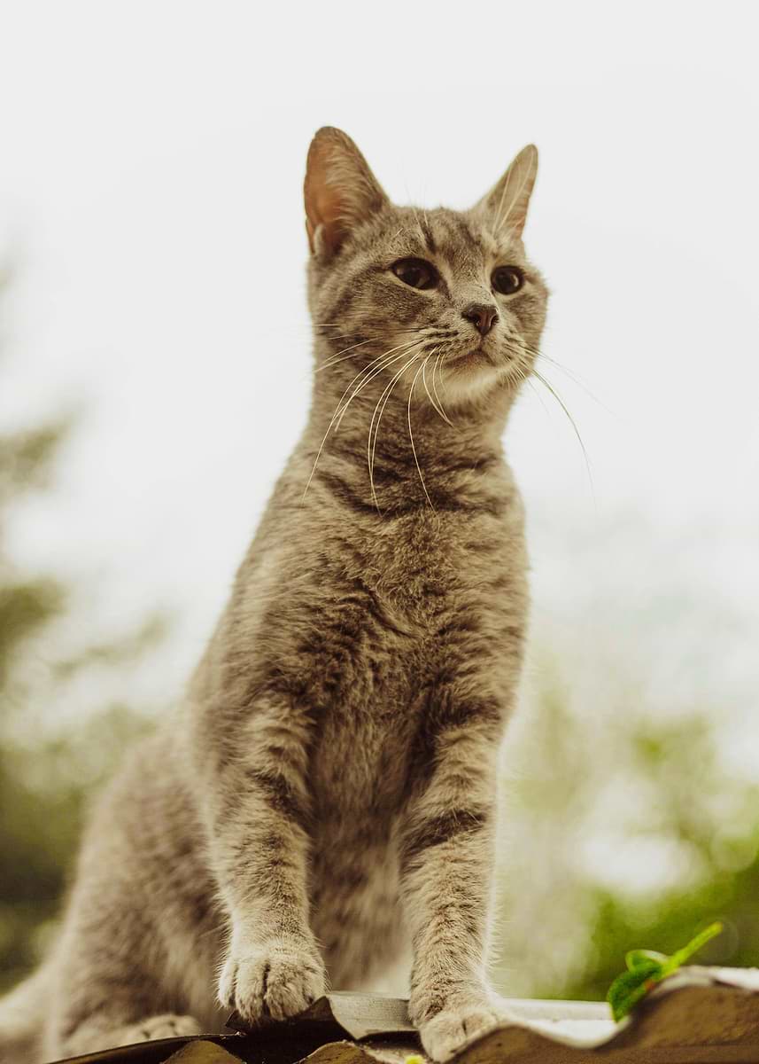 'Cat' Poster, picture, metal print, paint by DombaHitam Studio | Displate