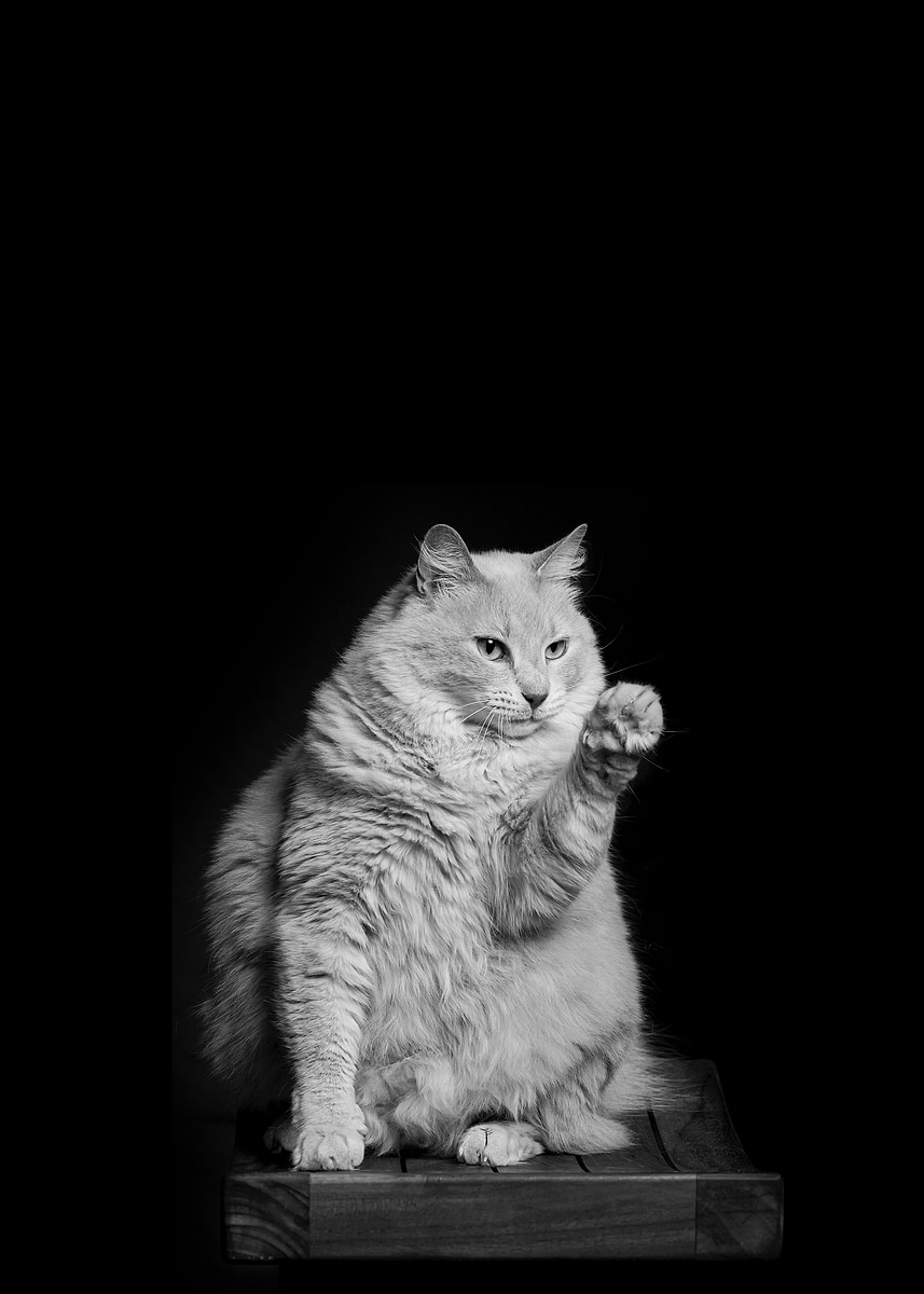 'Cat' Poster, picture, metal print, paint by DombaHitam Studio | Displate
