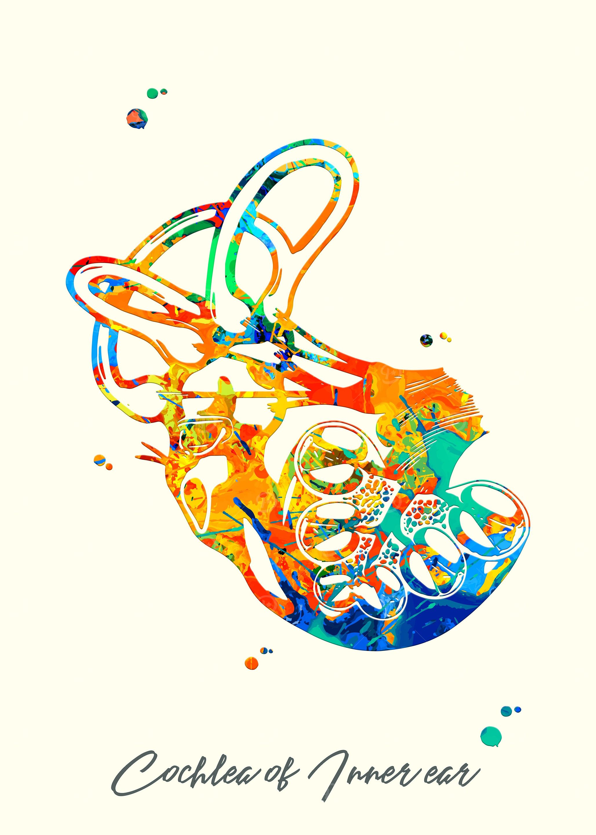 'Cochlea of Inner ear ' Poster, picture, metal print, paint by Vincent ...