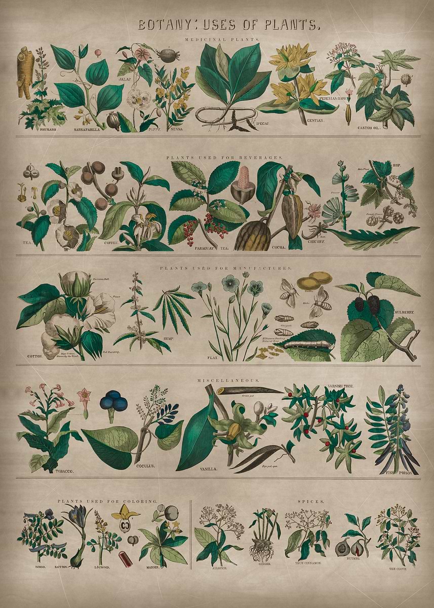 'Botany uses of plants 2' Poster, picture, metal print, paint by ...