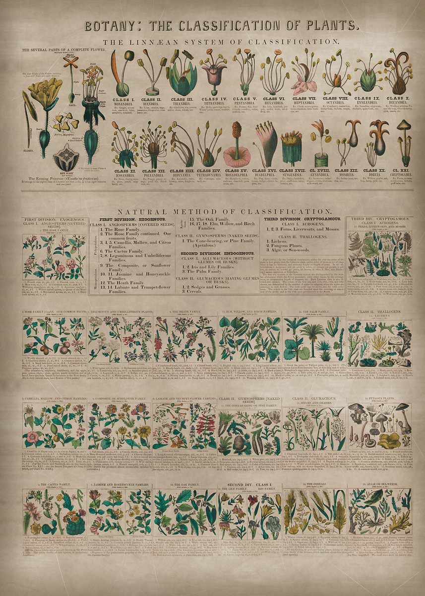 'Classification of plants' Poster, picture, metal print, paint by ...