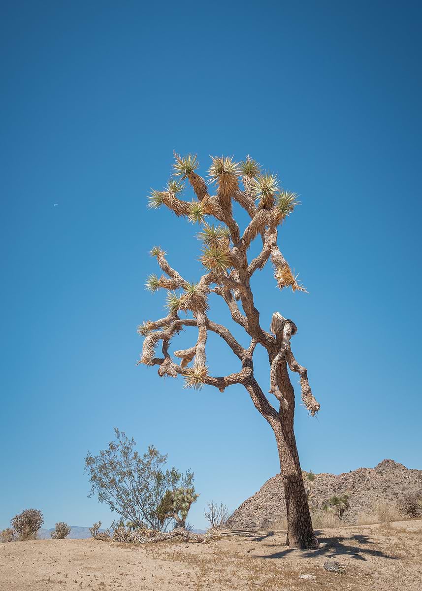 'Joshua Tree NP' Poster, picture, metal print, paint by APX RAW | Displate