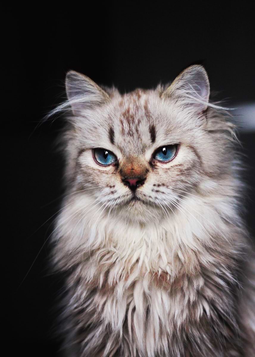 'Cat' Poster, picture, metal print, paint by DombaHitam Studio | Displate