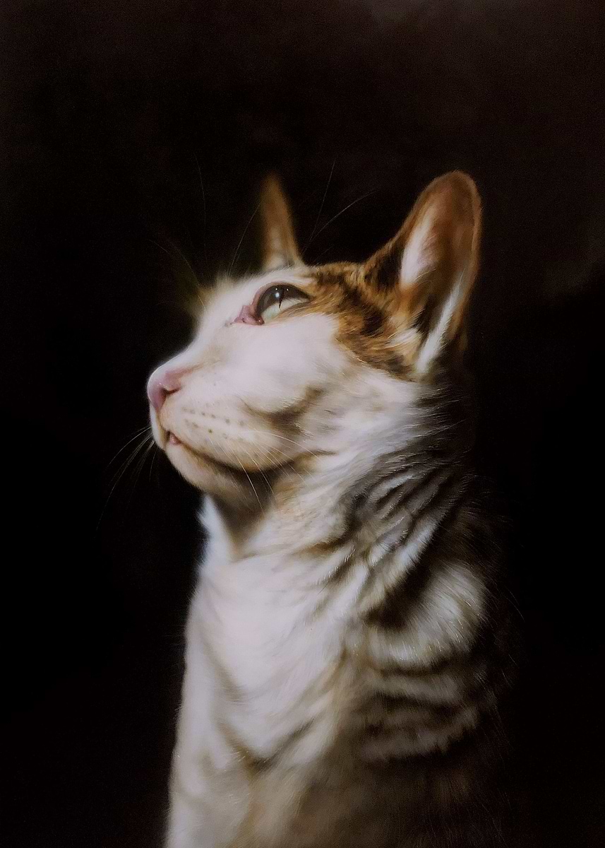 'Stupid cat' Poster, picture, metal print, paint by Franc Kaiser | Displate