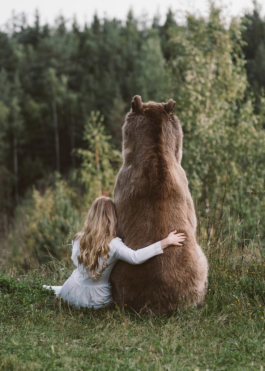 'Goldilocks and the Bear' Poster, picture, metal print, paint by World ...