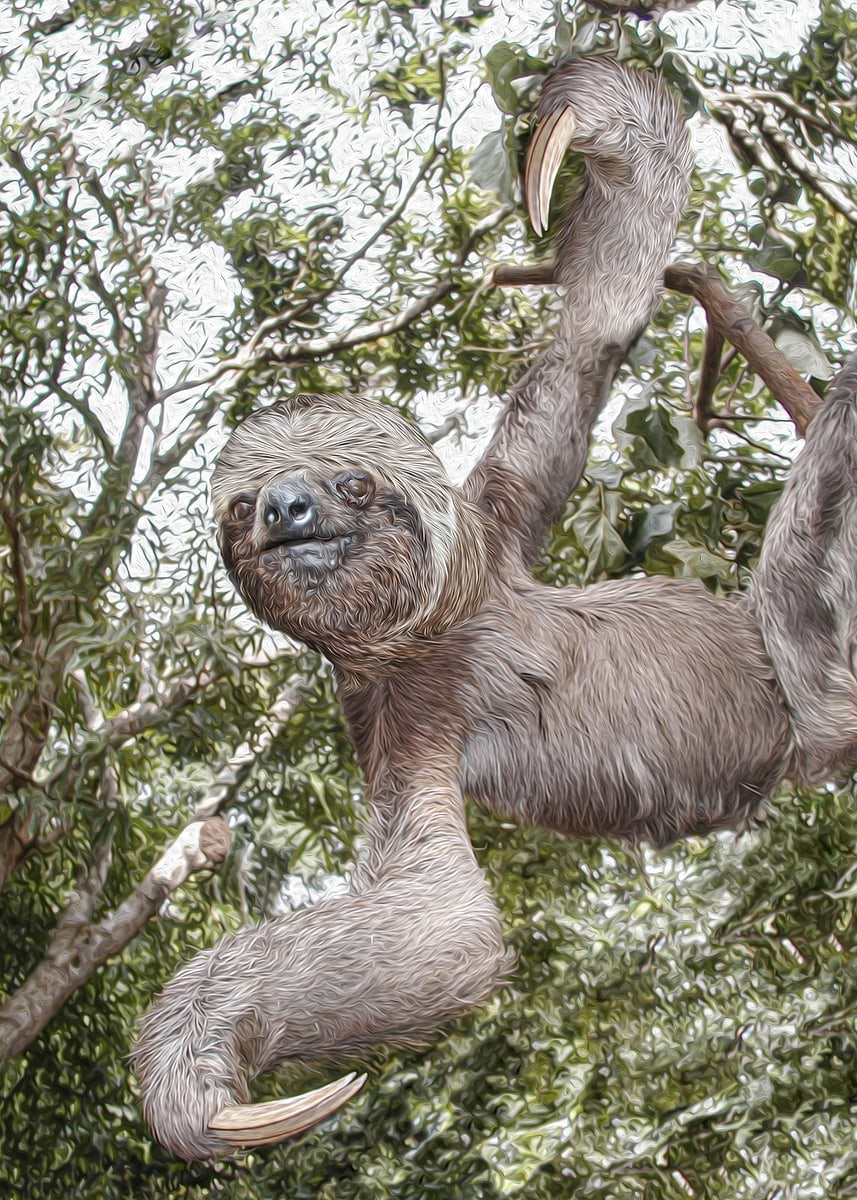 'Sloth the tree hugger' Poster, picture, metal print, paint by Bruce ...