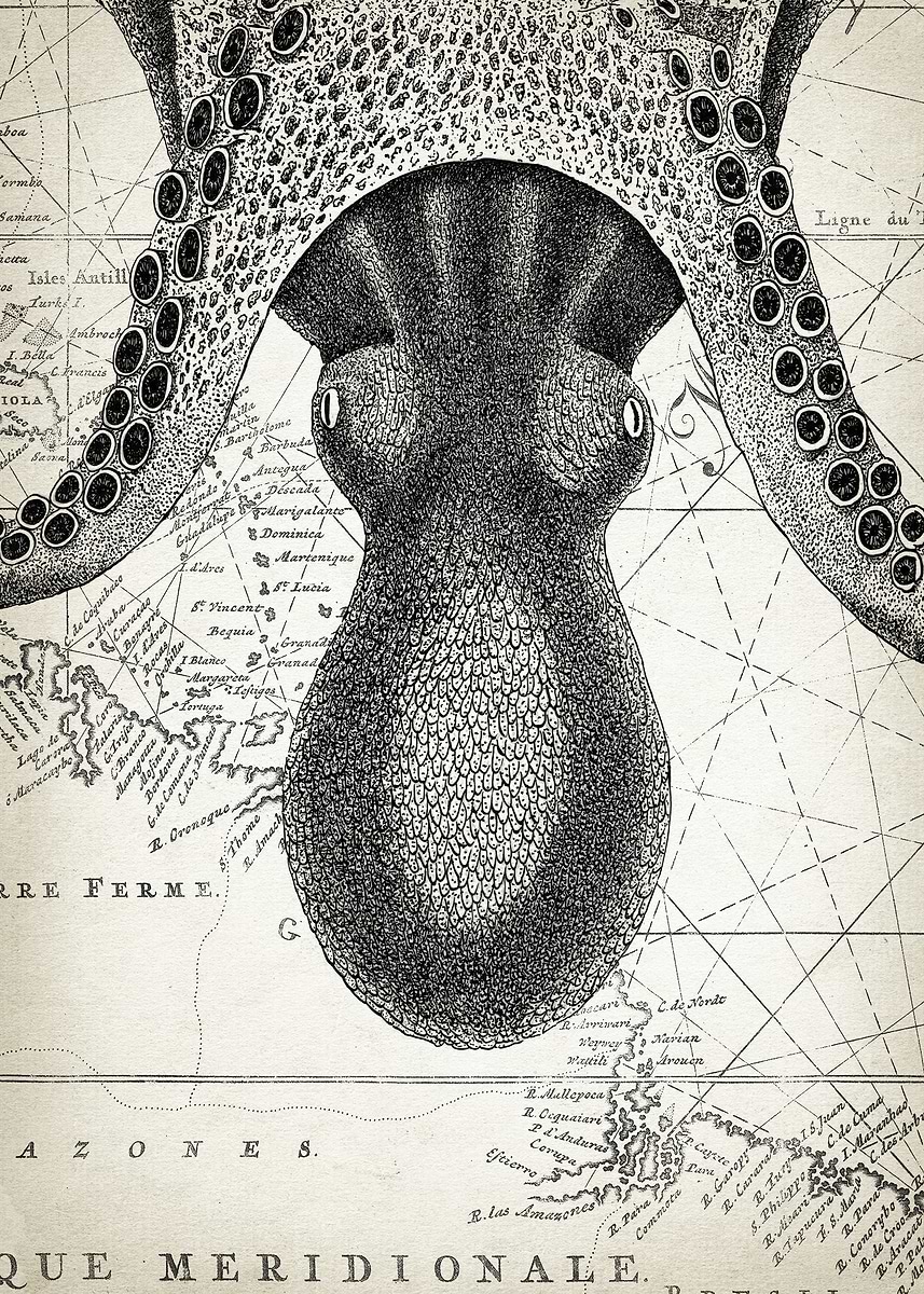 'Octopus Map Art Part 5' Poster, picture, metal print, paint by ...