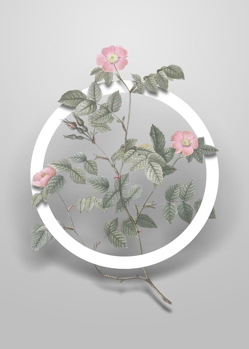 'Sweetbriar Rose Flower Art' Poster, picture, metal print, paint by ...