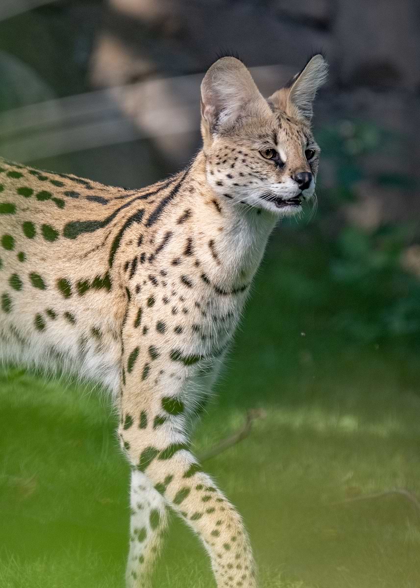 'African Serval Cat' Poster, picture, metal print, paint by Wissam ...