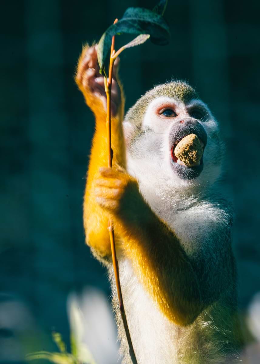 'Monkey Having a Snack' Poster, picture, metal print, paint by Jordan ...