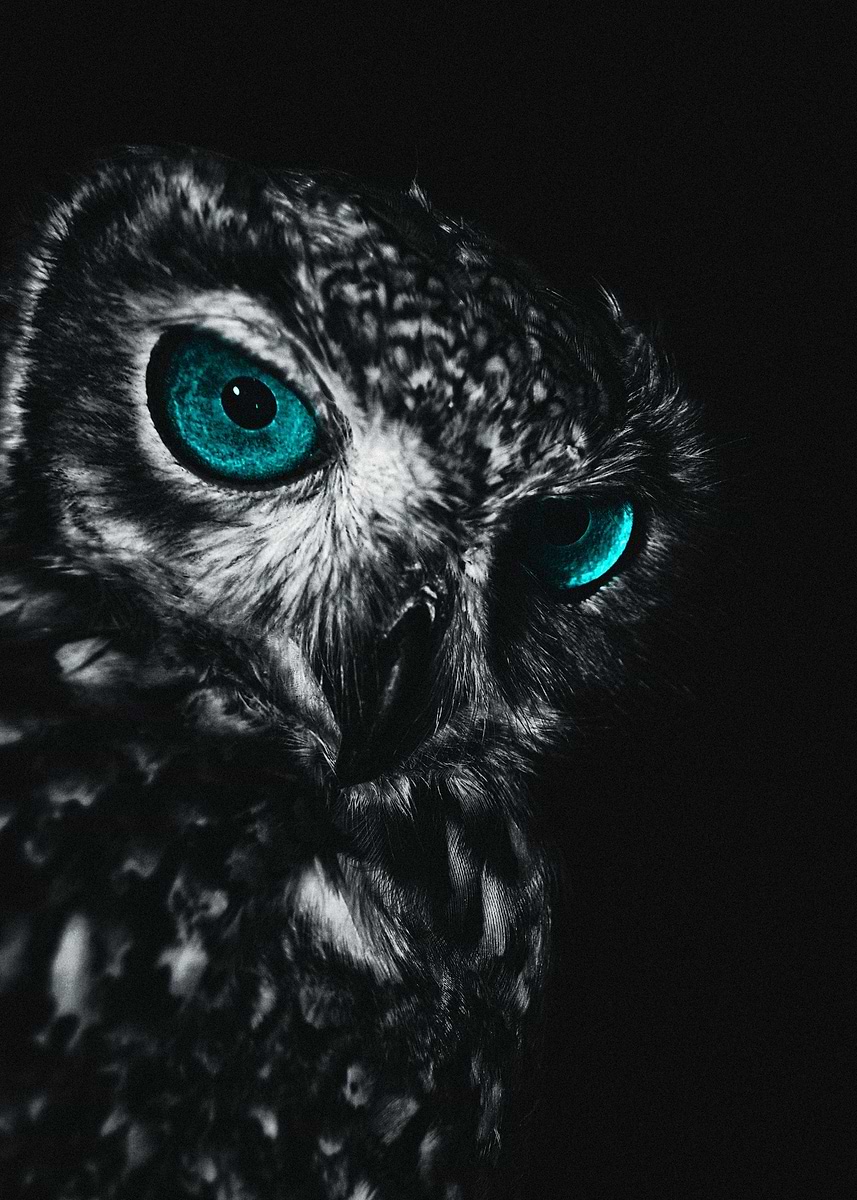 'owl Pearl eye' Poster, picture, metal print, paint by Travel Travel ...
