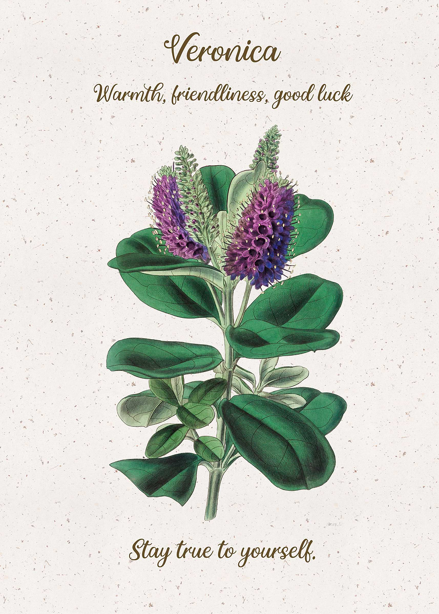 'Veronica Flower Language' Poster, picture, metal print, paint by ...