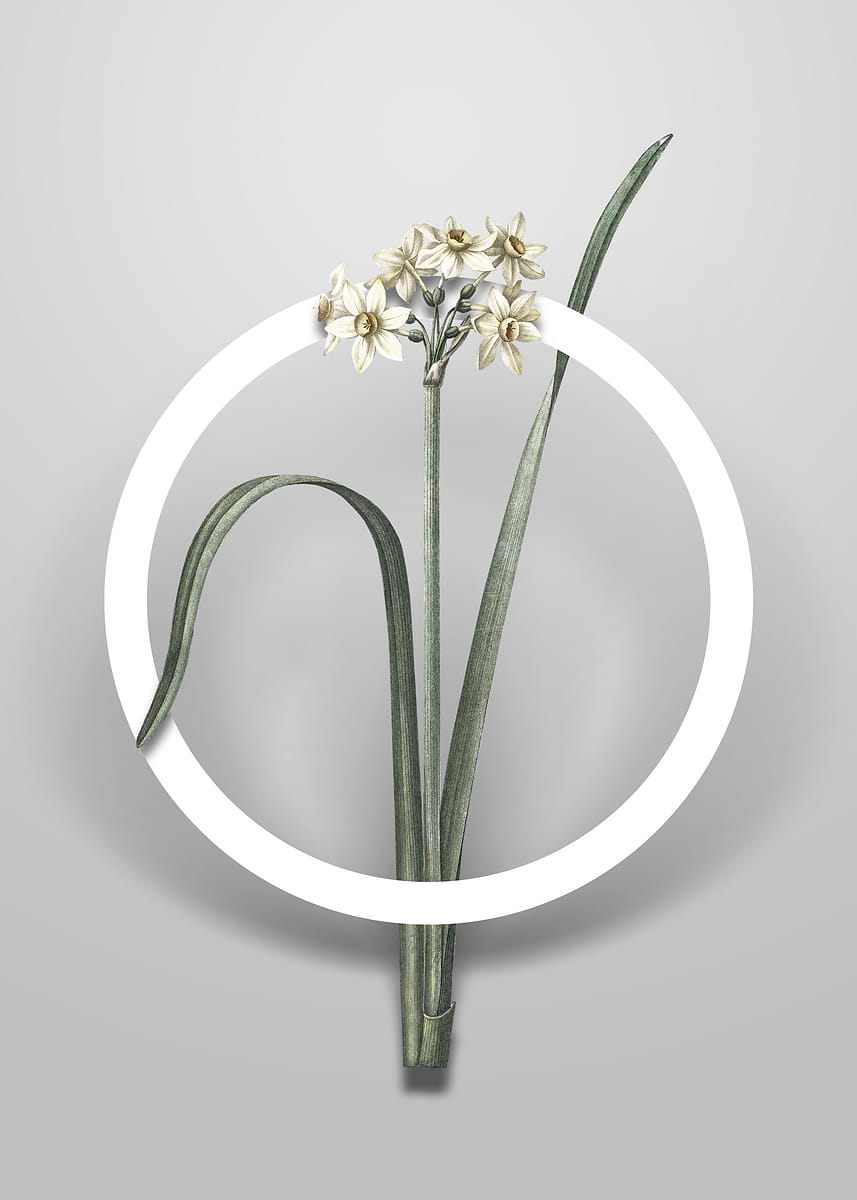 'Cowslip Cupped Daffodil' Poster, picture, metal print, paint by Holy ...