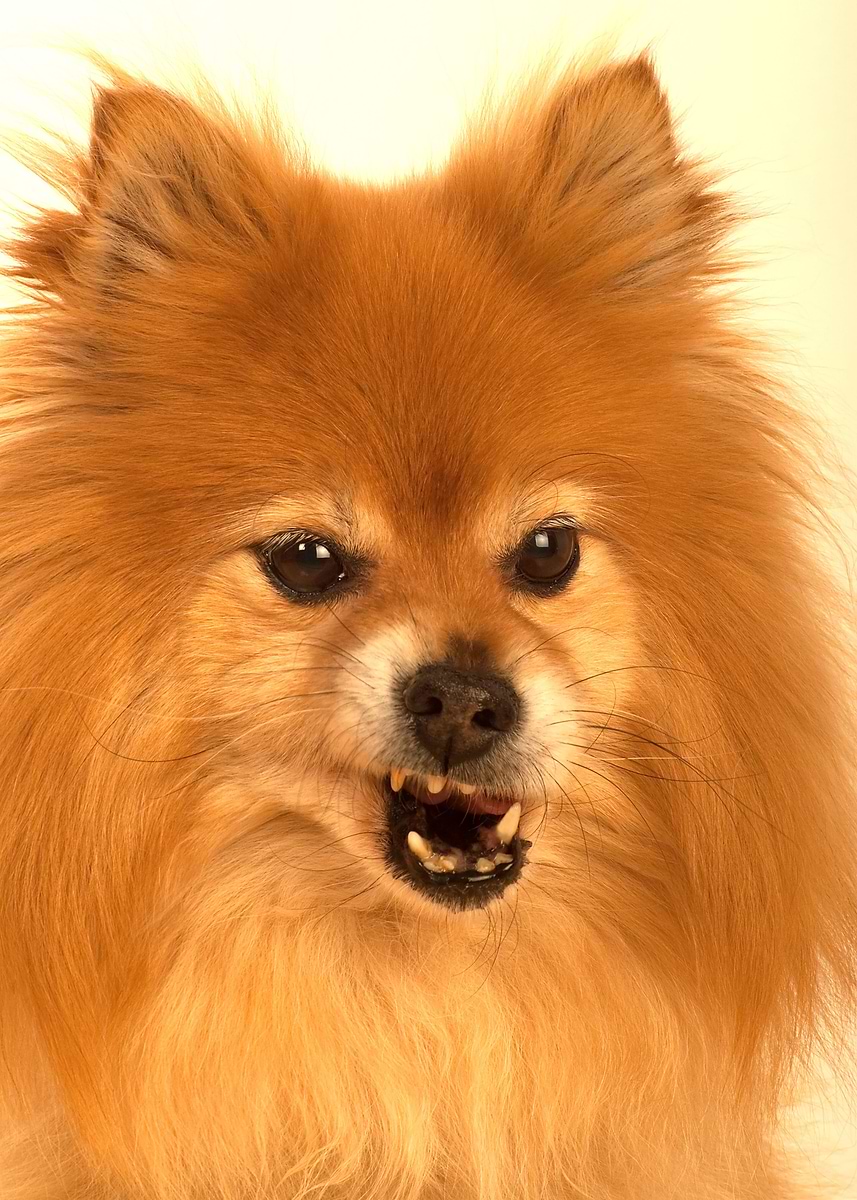 'Angry Pomeranian Dog' Poster, picture, metal print, paint by Sterling ...
