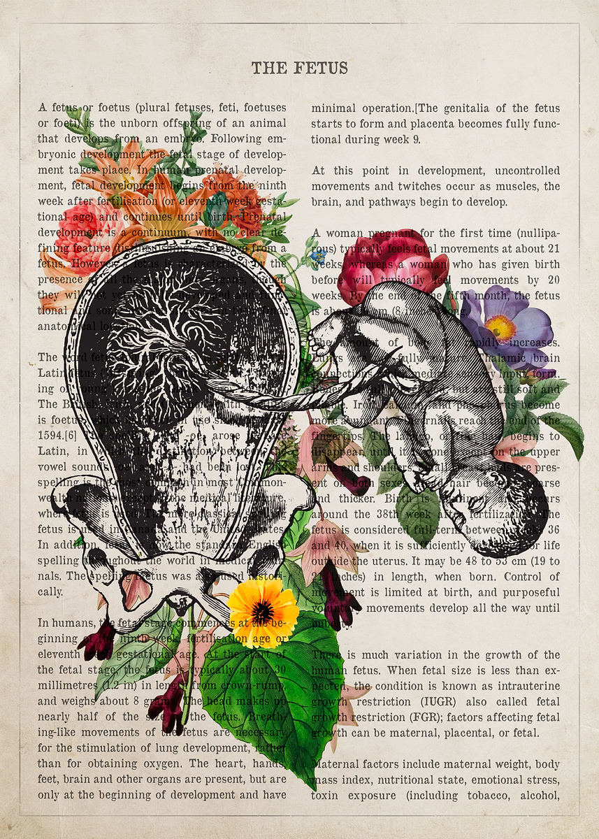 'Womb and Fetus Anatomy' Poster, picture, metal print, paint by Aged ...