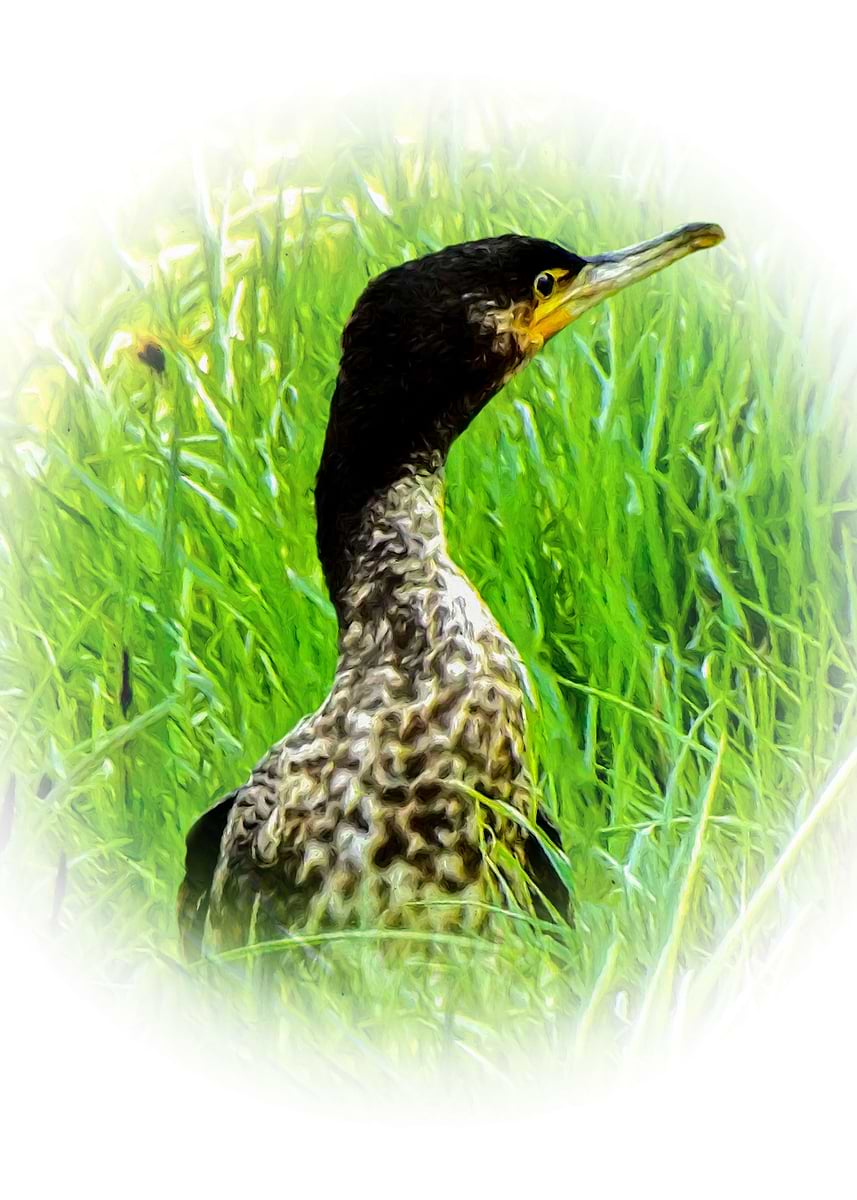 'Cormorant' Poster, picture, metal print, paint by Gyula Gvardián ...