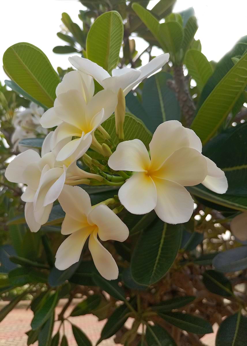 'Frangipani' Poster, picture, metal print, paint by Gani Bijish | Displate