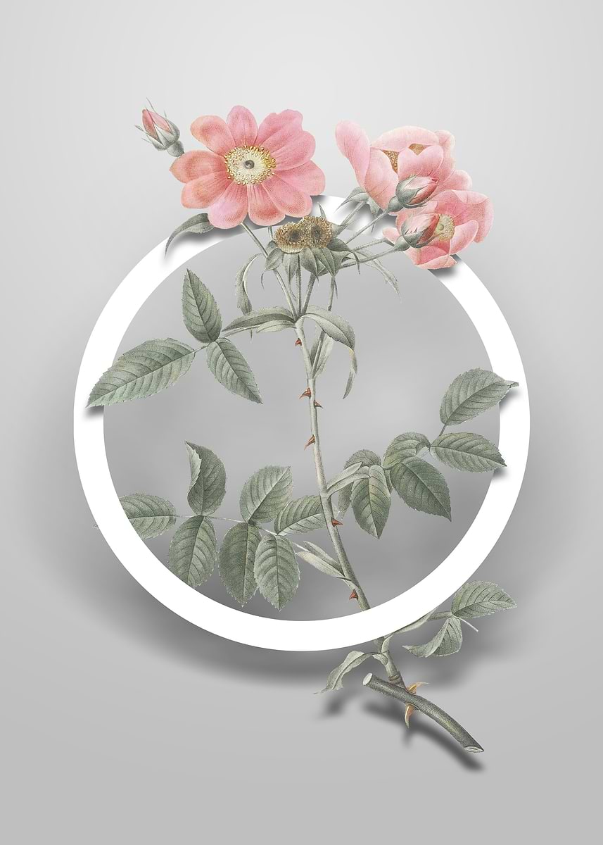 'Lady Monson Rose Bloom Art' Poster, picture, metal print, paint by ...