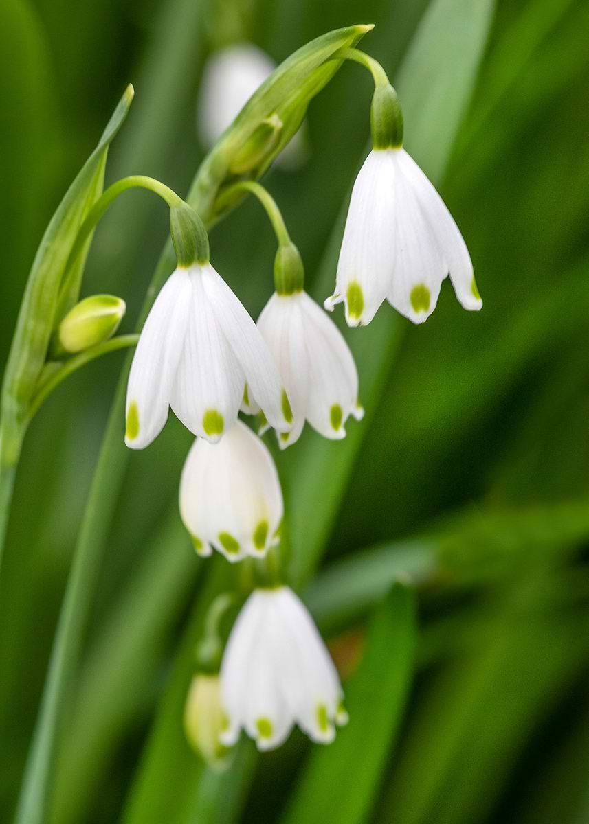 'Snowdrops' Poster, picture, metal print, paint by David Hare | Displate