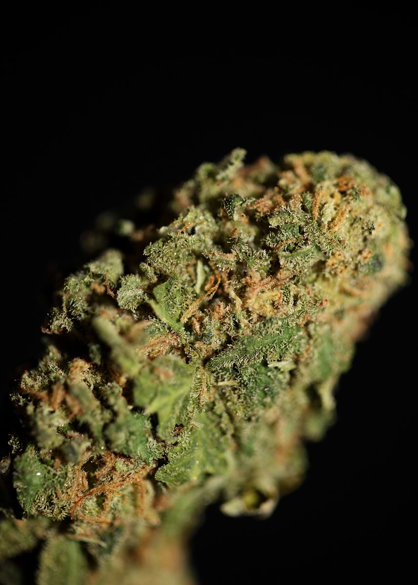 'Cannabis medical bud macro' Poster, picture, metal print, paint by ...