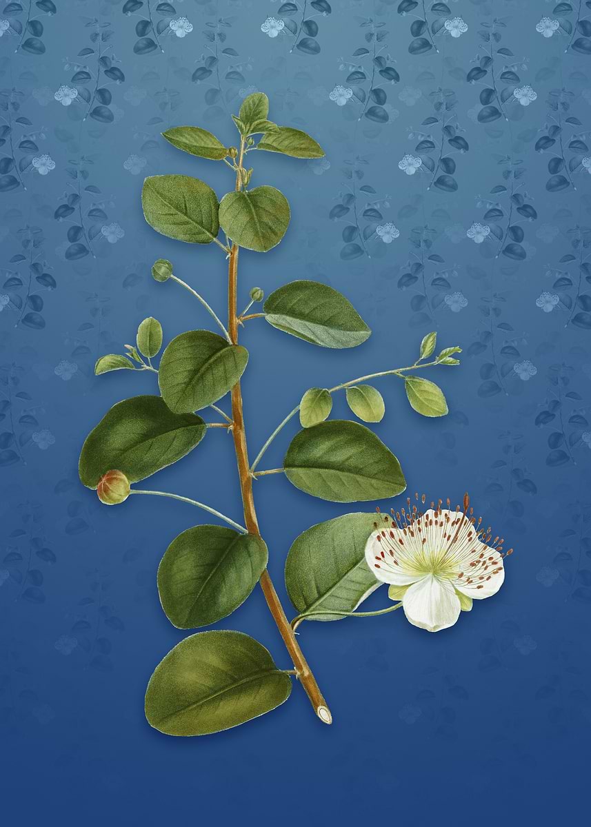 'Vintage Caper Plant' Poster, picture, metal print, paint by Holy Rock ...