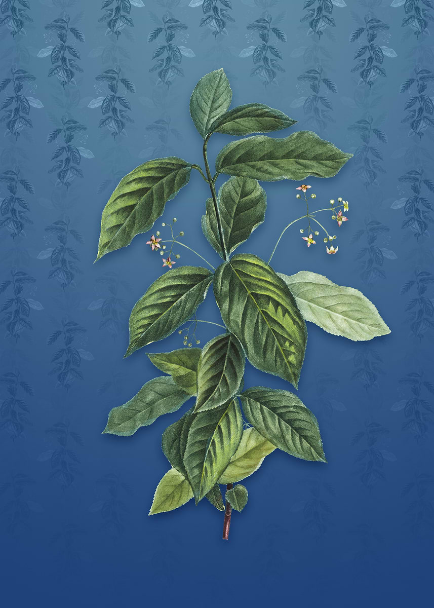 'Vintage Broadleaf Spindle' Poster, picture, metal print, paint by Holy ...