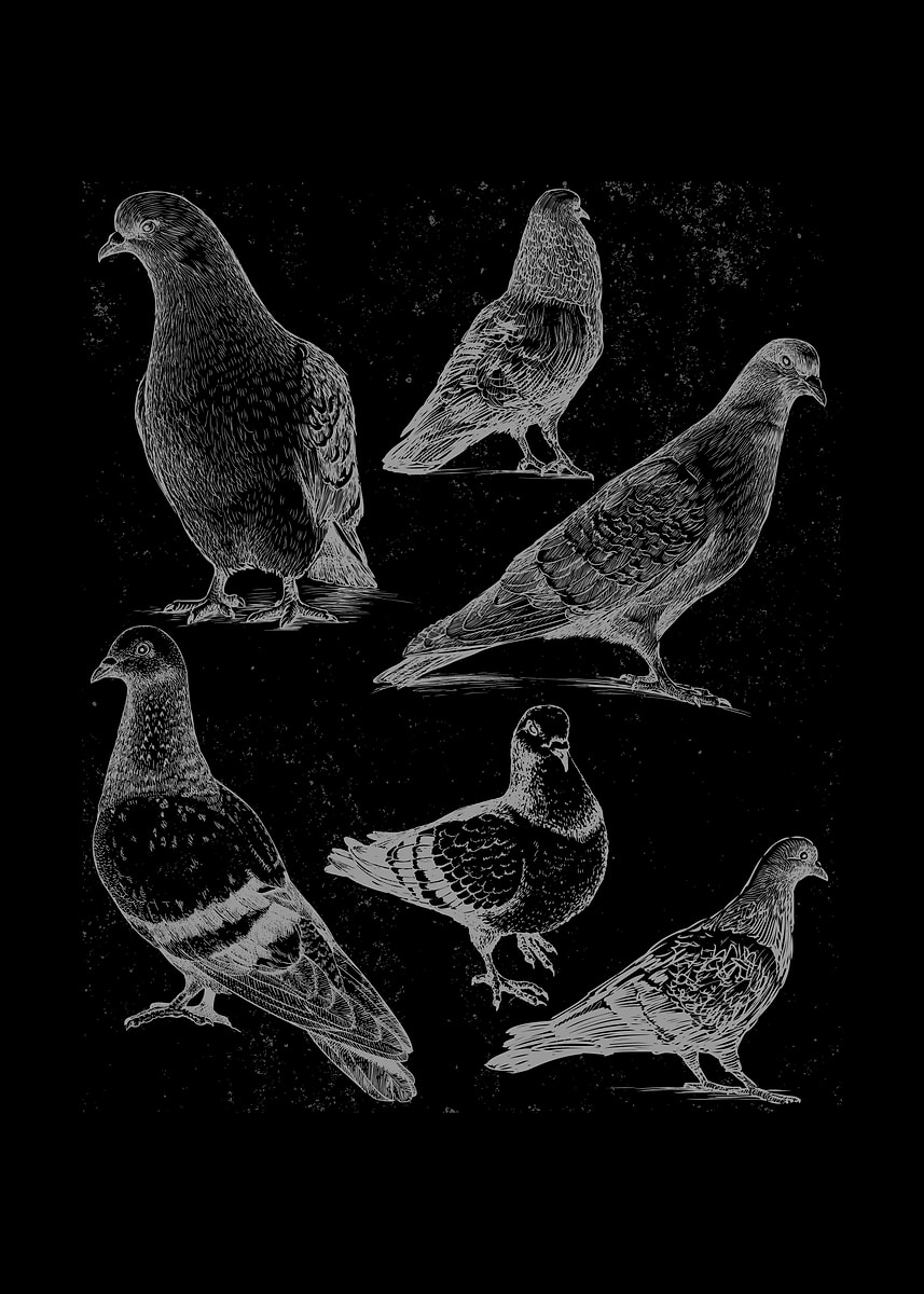 'Pigeons Species Pigeon' Poster, picture, metal print, paint by Mooon ...