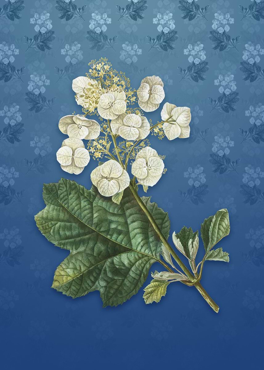 'Vintage Oakleaf Hydrangea' Poster, picture, metal print, paint by Holy ...