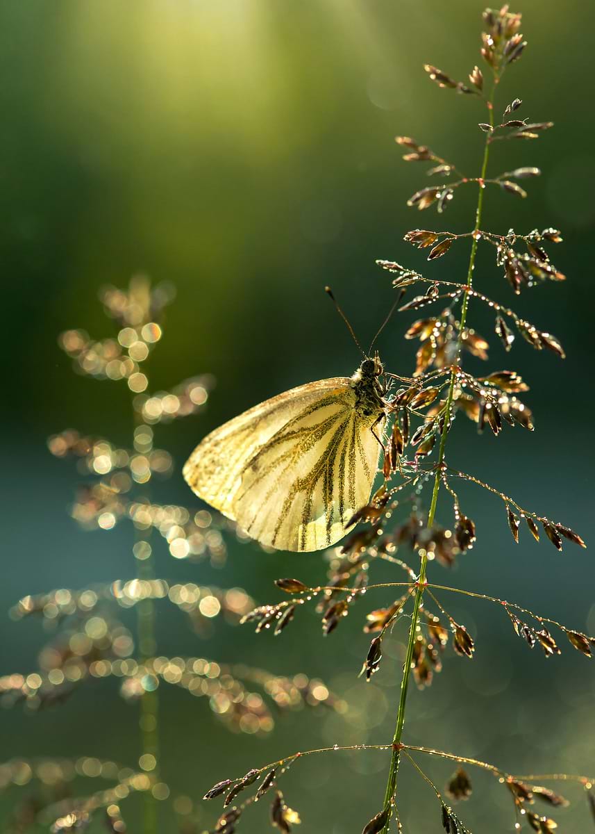 'Spring butterfly' Poster, picture, metal print, paint by Mycatherina ...