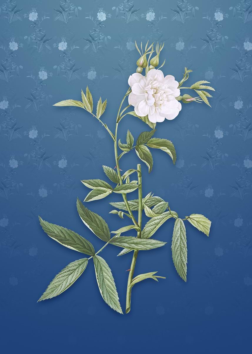 'Vintage White Rose of York' Poster, picture, metal print, paint by ...