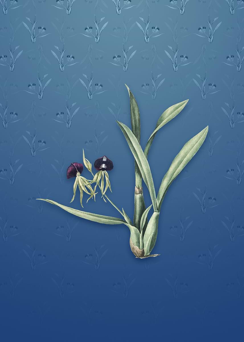 'Vintage Clamshell Orchid' Poster, picture, metal print, paint by Holy ...