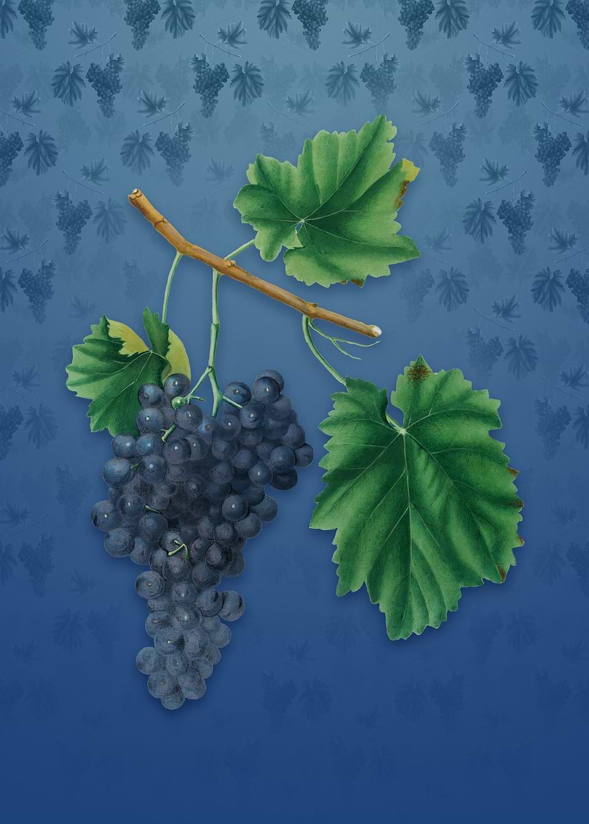 'Vintage Lacrima Grapes' Poster, picture, metal print, paint by Holy ...