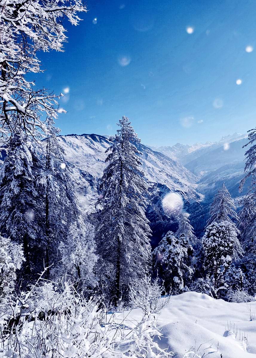'SNOW FOREST' Poster, picture, metal print, paint by LuckStory | Displate
