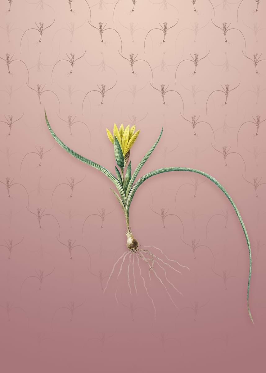 'Vintage Ixia Recurva' Poster, picture, metal print, paint by Holy Rock ...