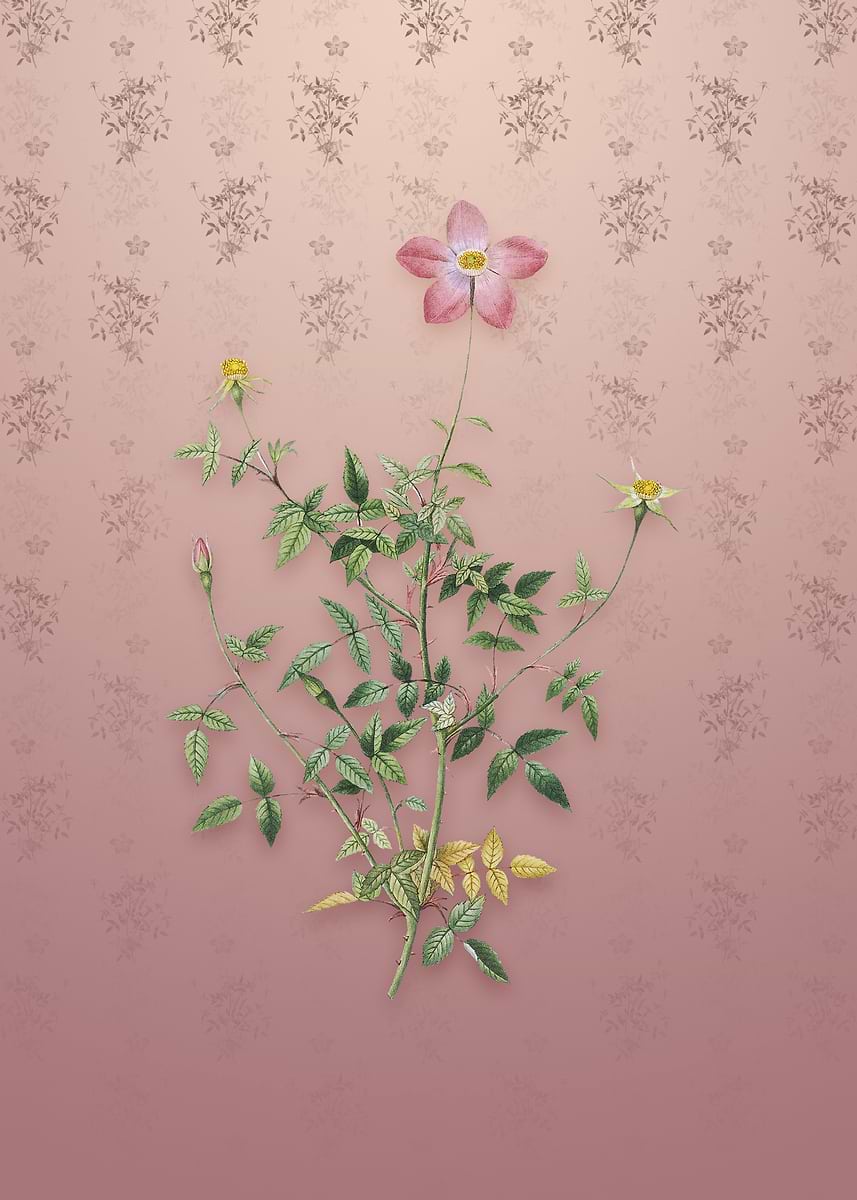 'Single Dwarf Chinese Rose' Poster, picture, metal print, paint by Holy ...