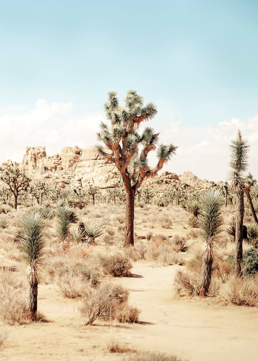 'Joshua Tree' Poster, picture, metal print, paint by Gal Design | Displate
