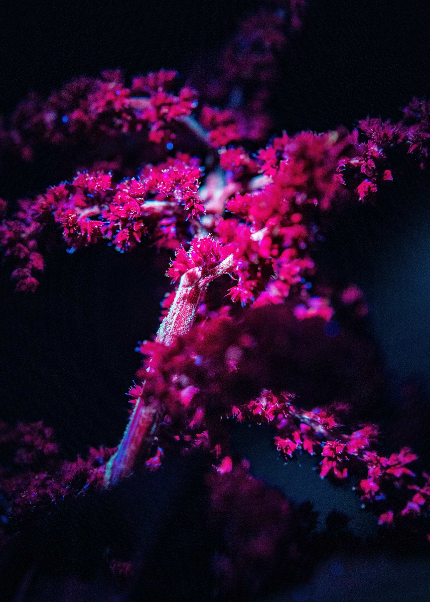 'Red Amaranth ' Poster, picture, metal print, paint by Aleni | Displate