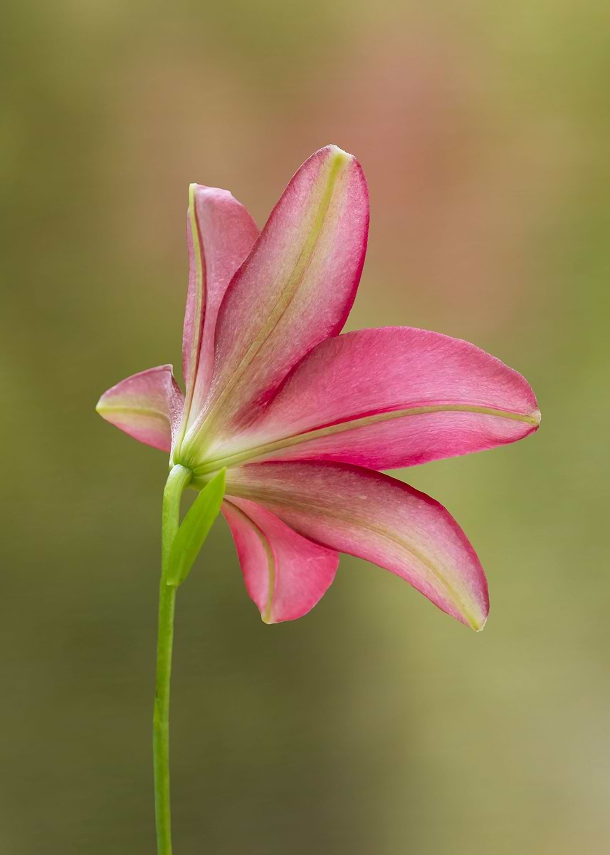 'Pink lily from behind' Poster, picture, metal print, paint by Katie ...