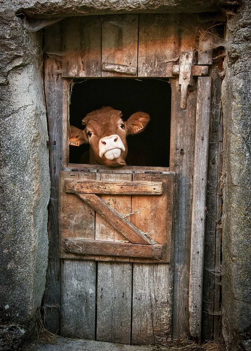 'cow at the window' Poster, picture, metal print, paint by Paulo Chaves ...