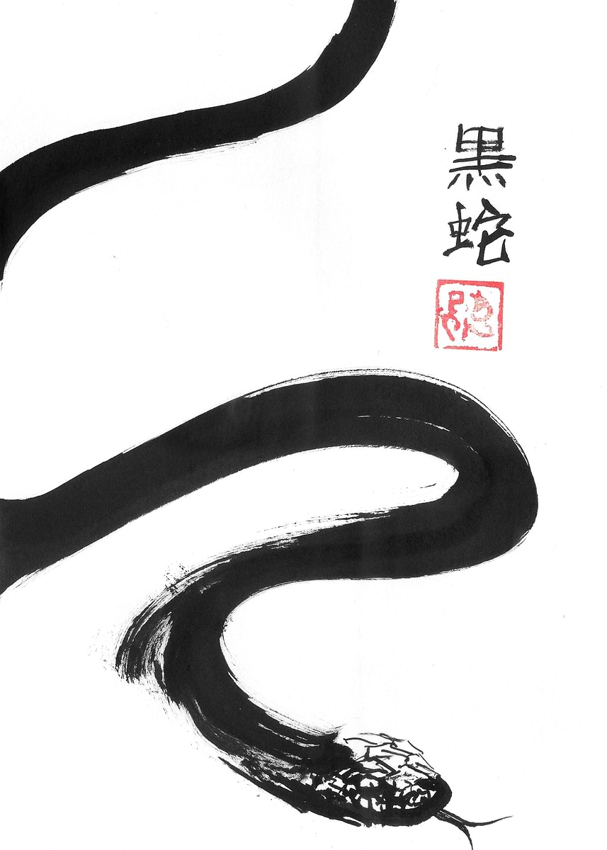 'black snake' Poster, picture, metal print, paint by pechane sumie ...