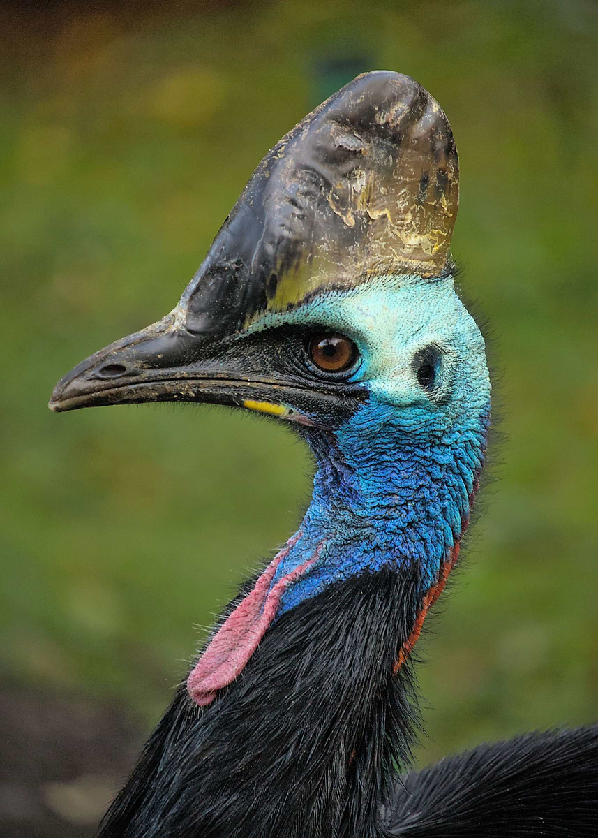 'Cassowary' Poster, picture, metal print, paint by Jens De Koster ...