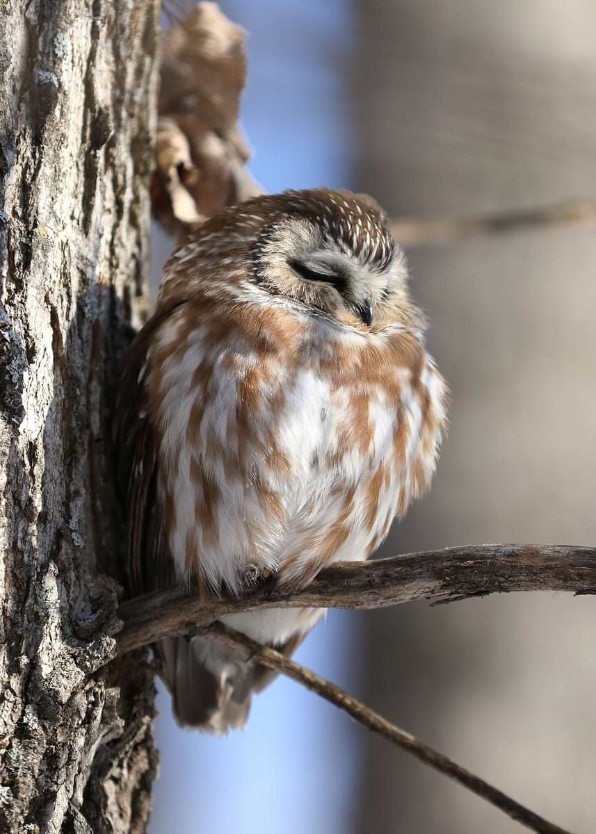 'Sleeping Saw Whet Owl' Poster, picture, metal print, paint by Thee Owl ...