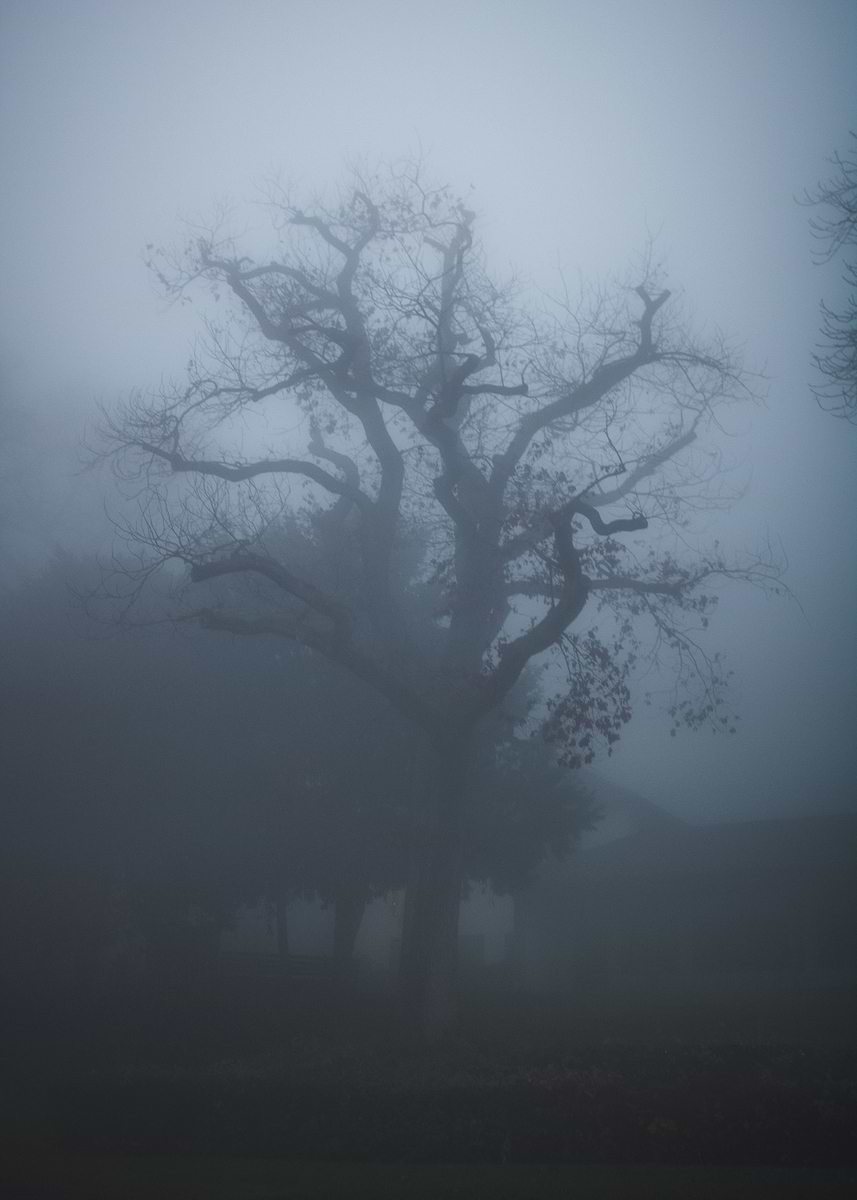 'Silent Contemplation' Poster, picture, metal print, paint by Hendrik ...