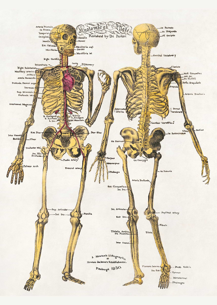 'Anatomical plates publish' Poster, picture, metal print, paint by ...