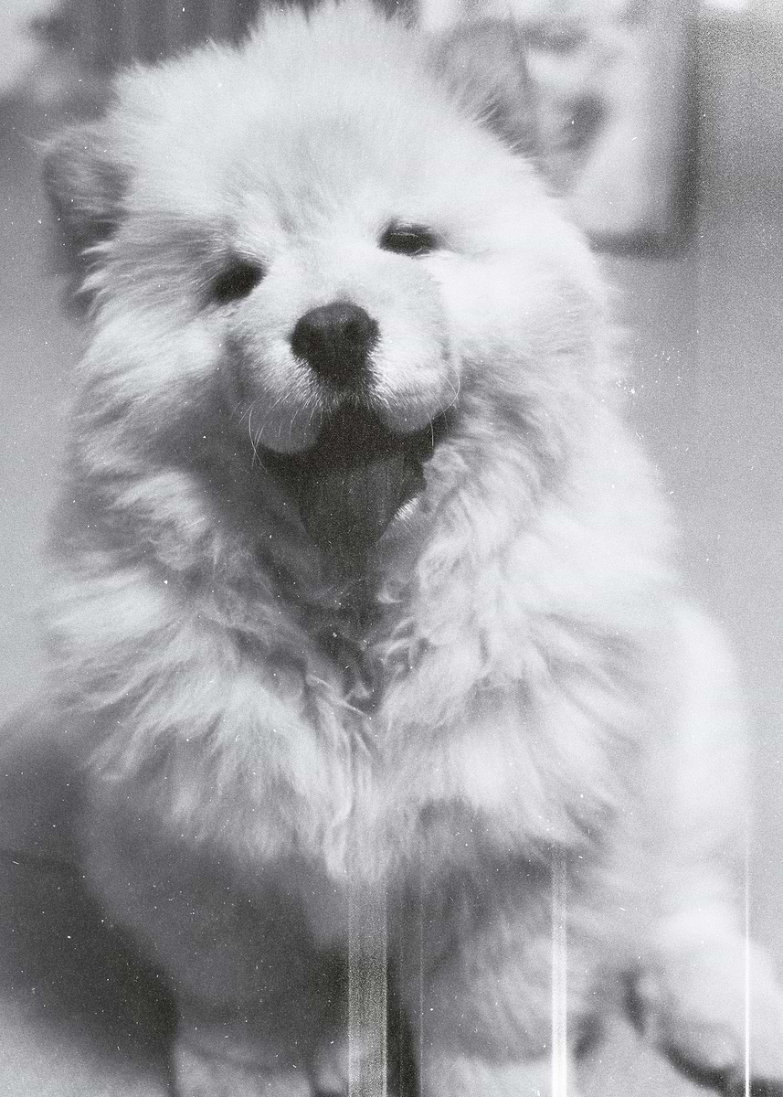 'Chow Chow Dog' Poster, picture, metal print, paint by Gianluca ...