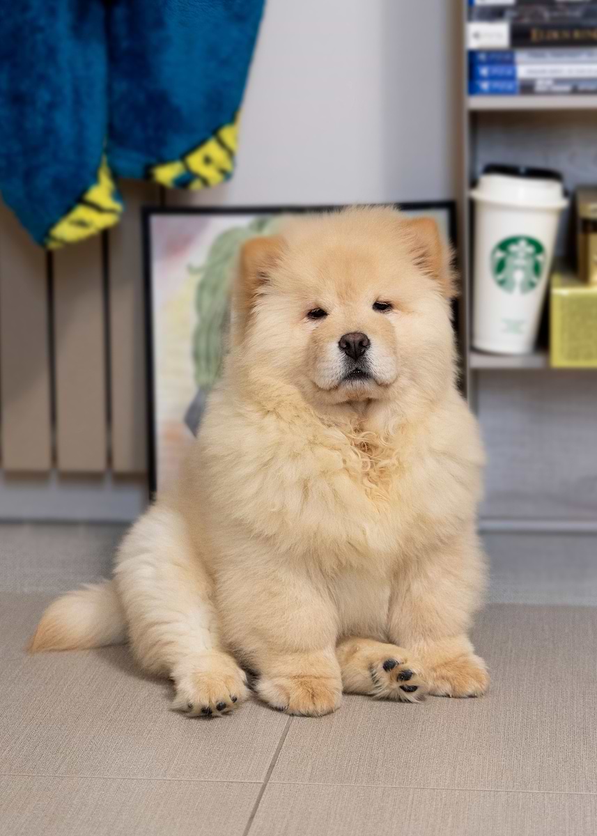 'Chow Chow Dog' Poster, picture, metal print, paint by Gianluca ...