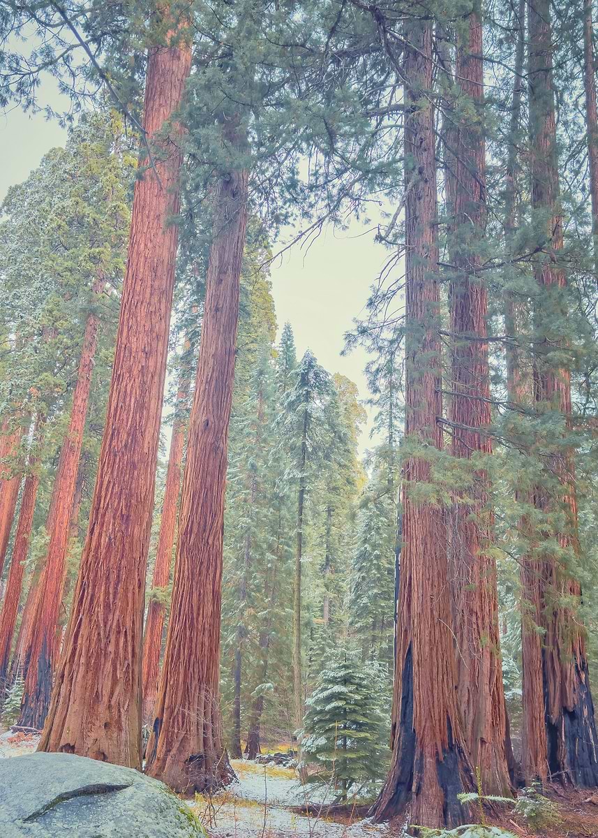 'Sequoia Forest' Poster, picture, metal print, paint by Jonathan Nguyen ...
